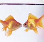 Animal Affection theme - Chủ đề tình cảm động vật - Download.com.vn